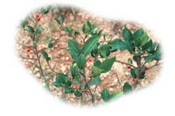 What is ENCOD ? - ENCOD