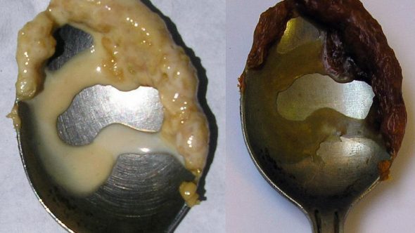 THE PLANT OF JOY - ENCOD